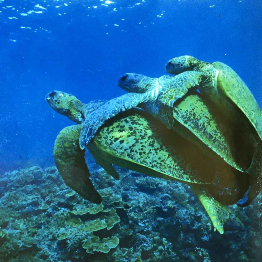 Of turtles and men – Learning from landscapes